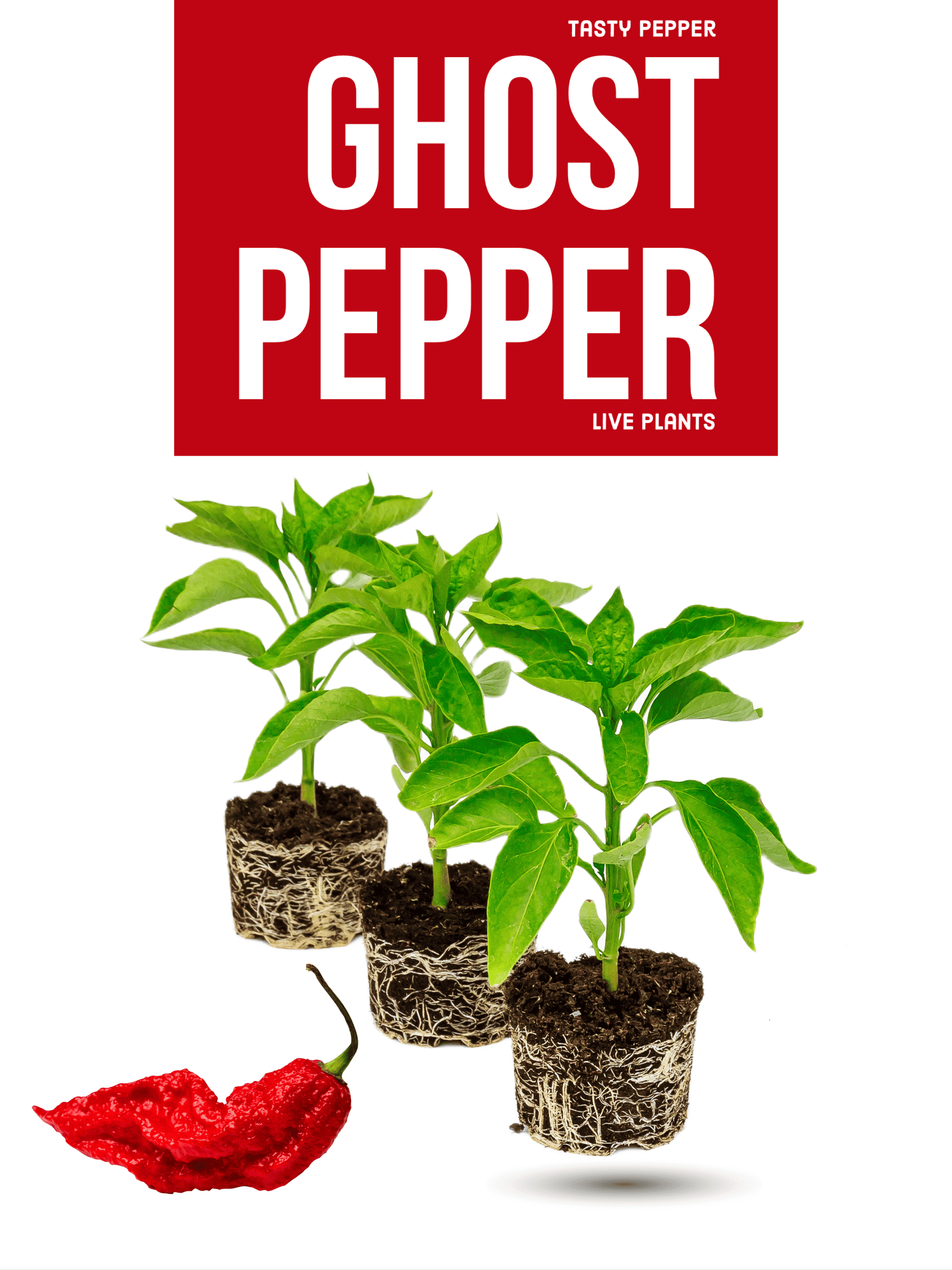 Buy Super-Hot Pepper Plants | World’s Hottest Live Pepper Plants